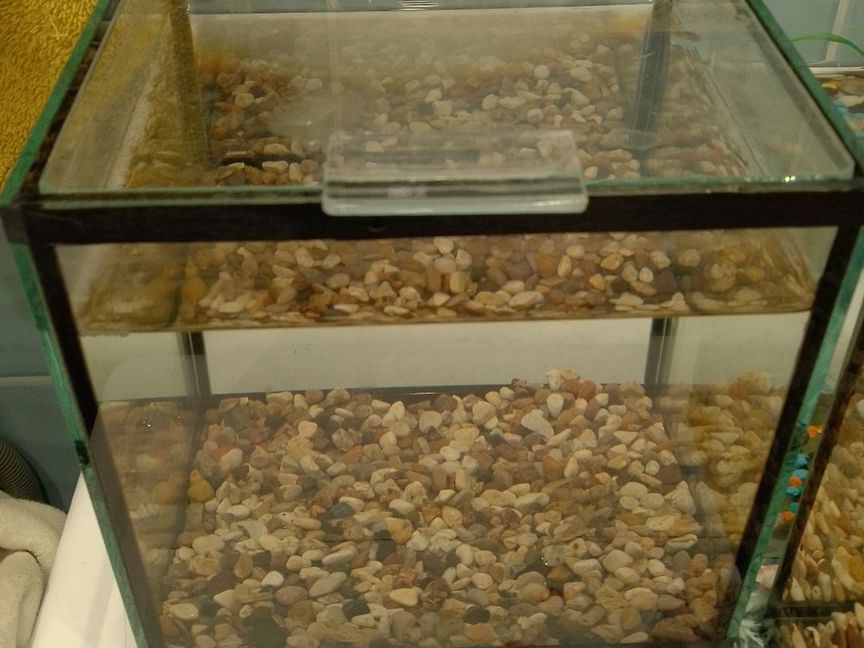 Аквариум для рыбки петушка