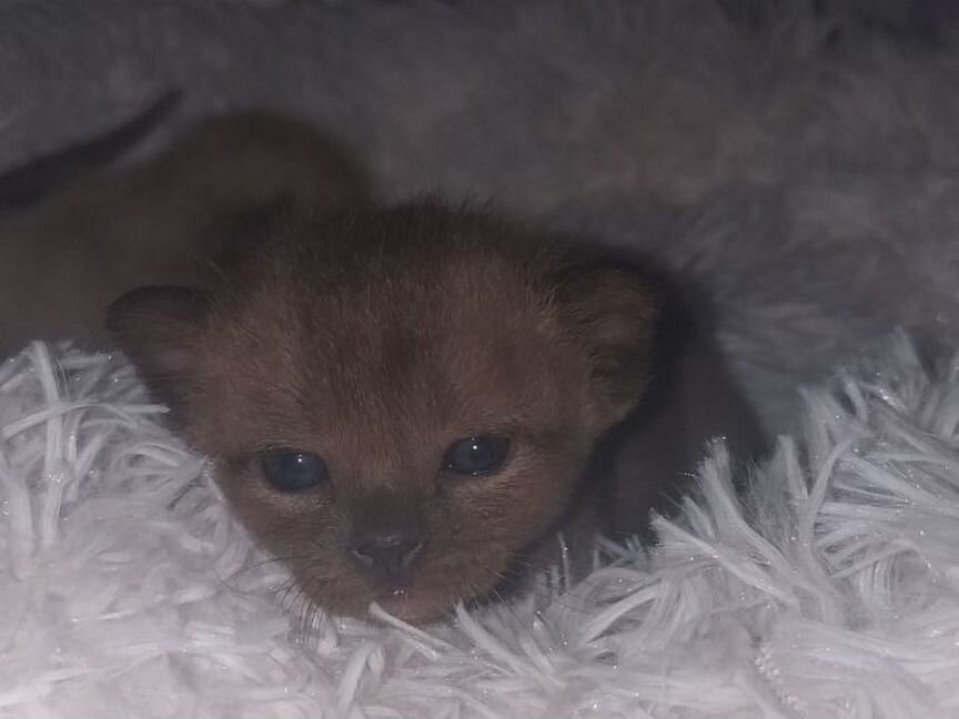Котята бурманские с документами