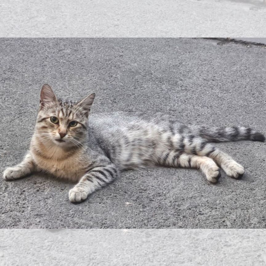 Взрослый кот в добрые руки