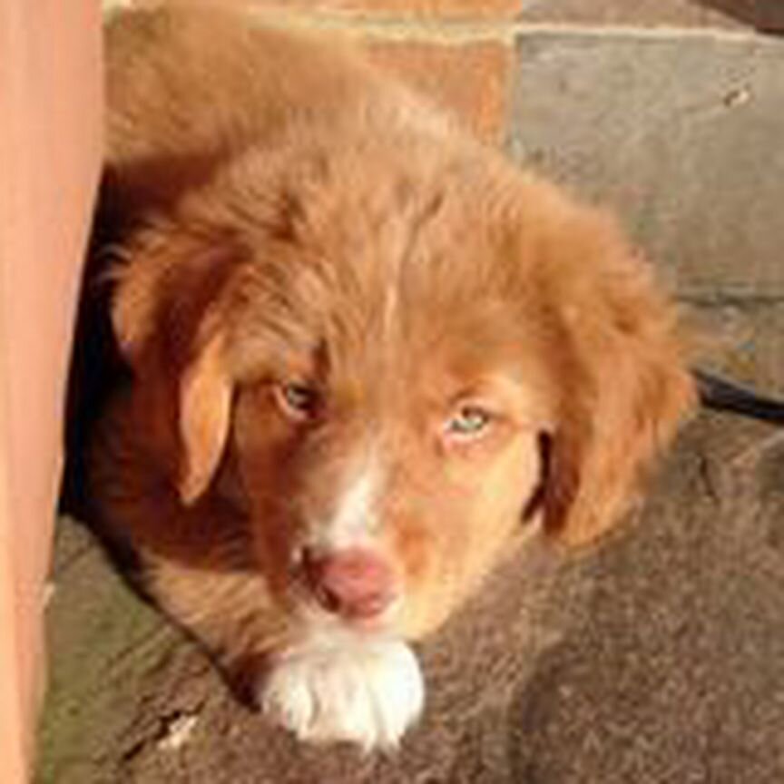 Толлер, щенок