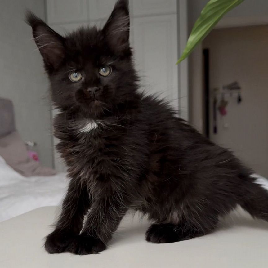 Мейн-кун котёнок