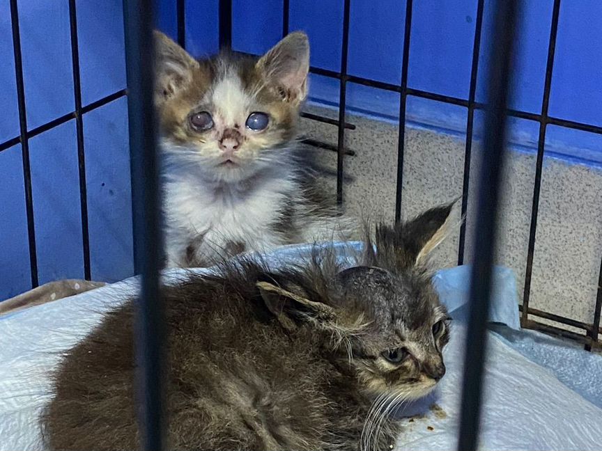 Котятам нужен дом, передержка и помощь