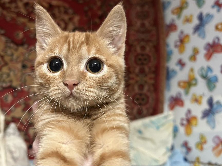 Котенок в добрые руки