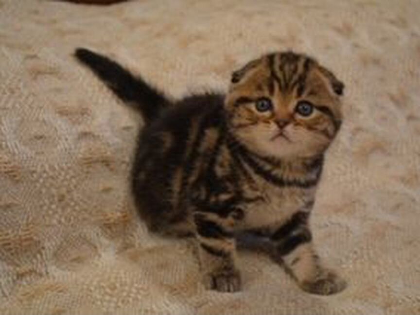 Шотландские котяточки вислоухие