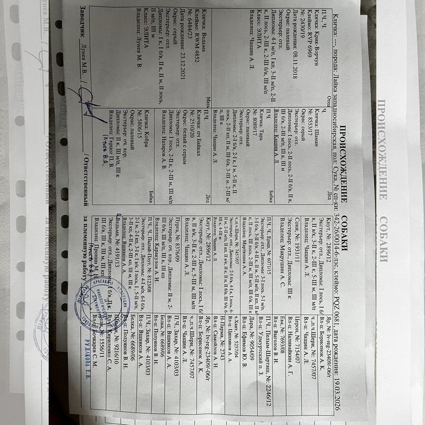 Западносибирская лайка, щенок