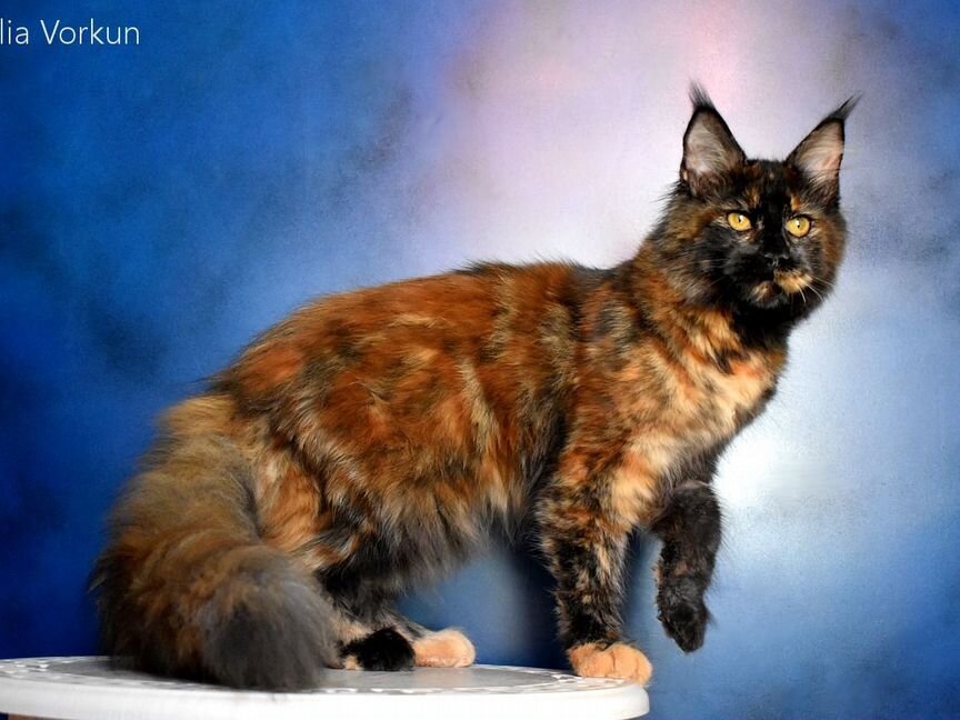 Котенок мейн-кун