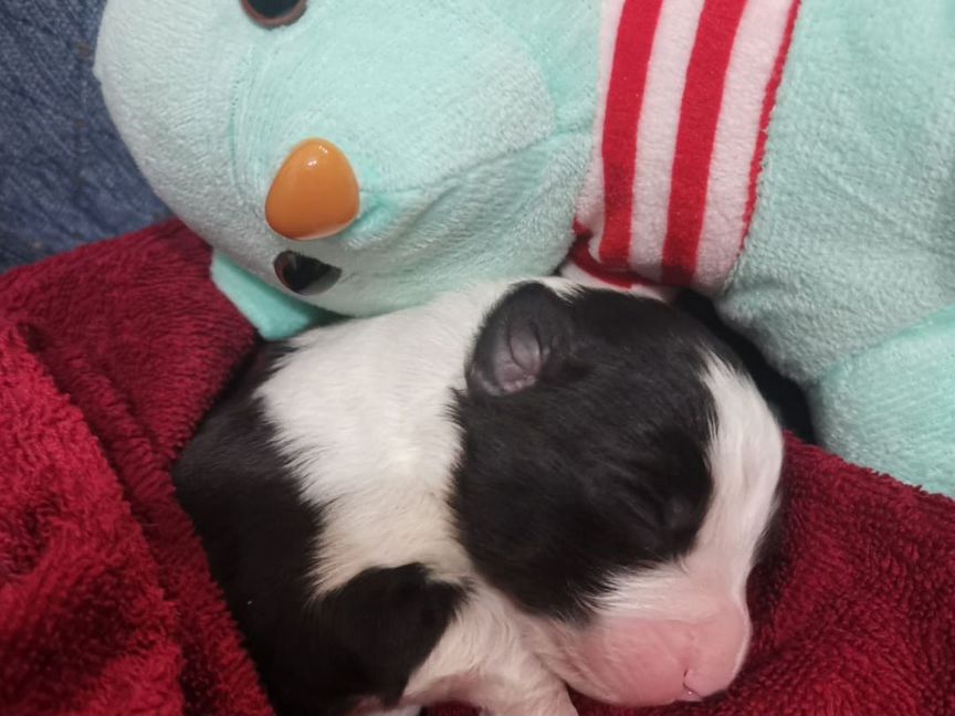 Щенки аусси