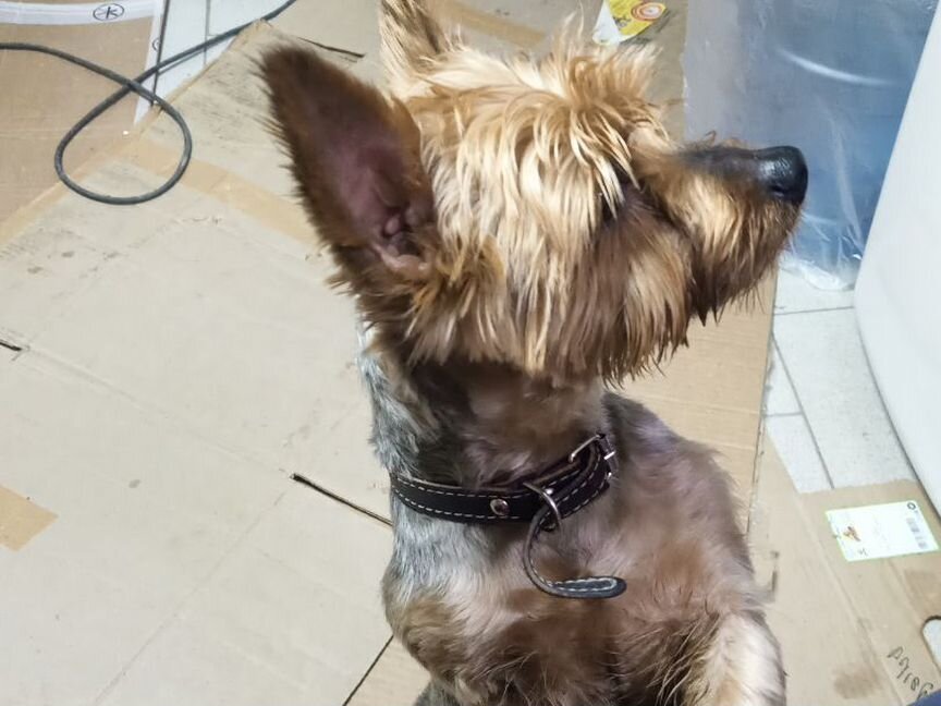 Керн терьер