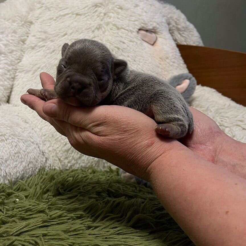 Голубые и лиловые французы