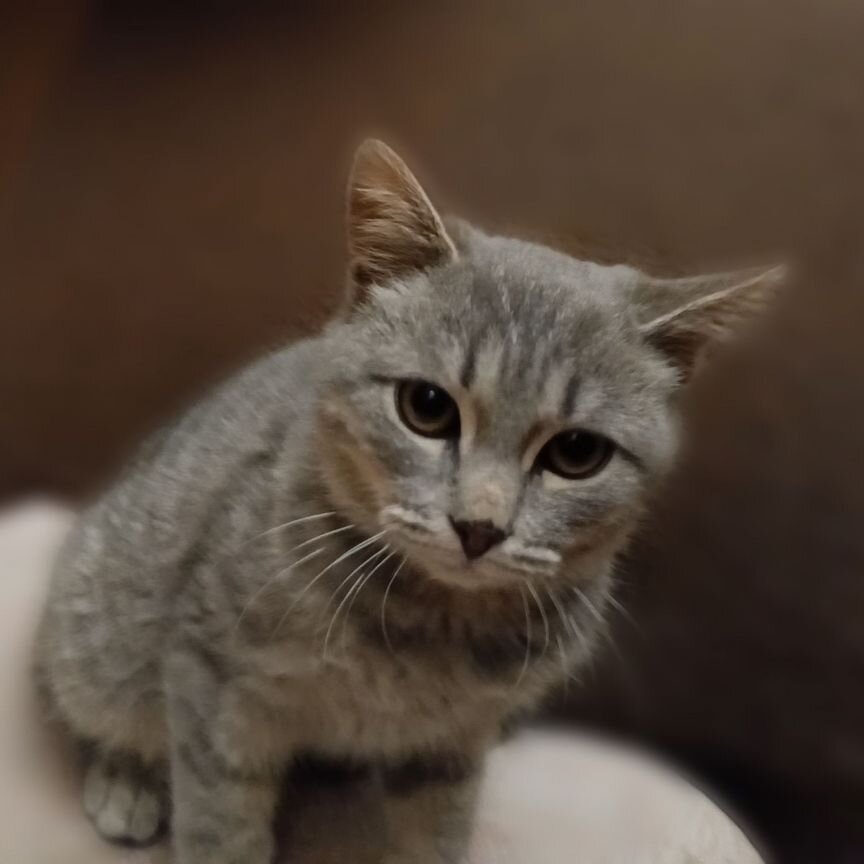 Котенок в добрые руки
