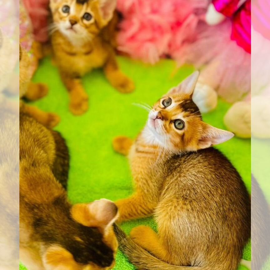 Котята
