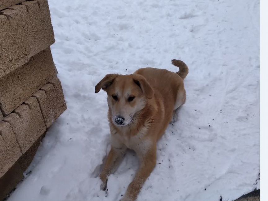 Отдам в добрые руки