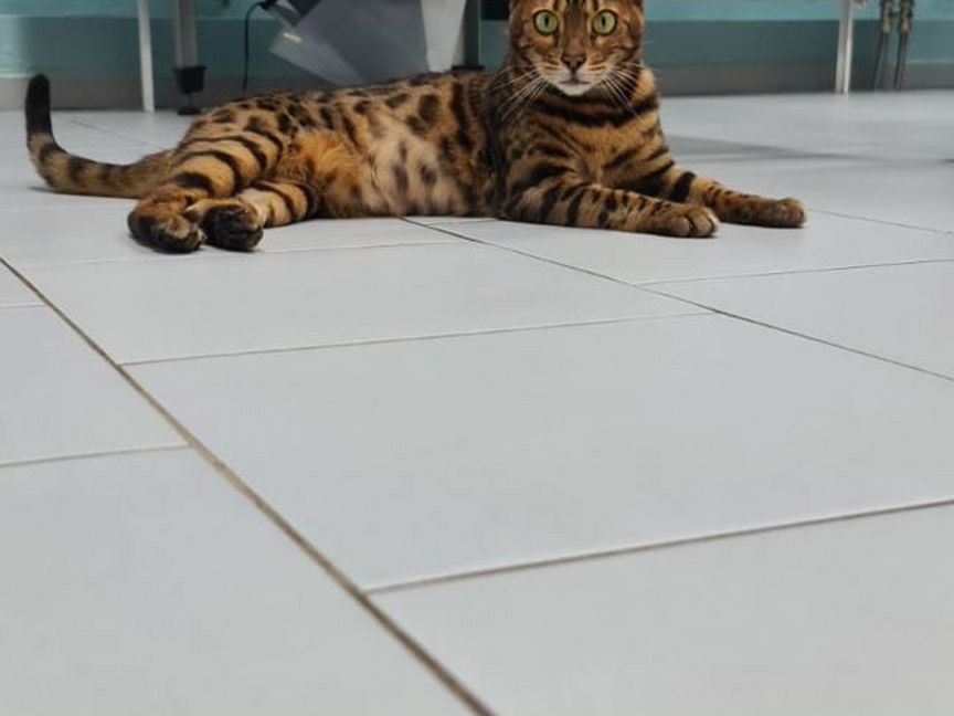 Отдам в добрые руки