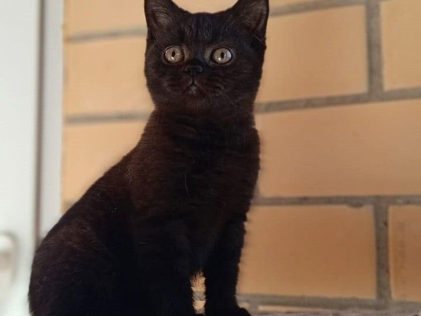 Черная пантера. Британская короткошерстная