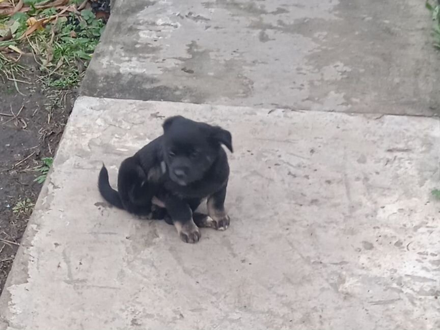 Щенки от злой собаки