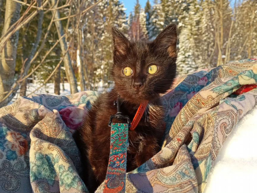 Котенок девочка 2-2,5 месяца