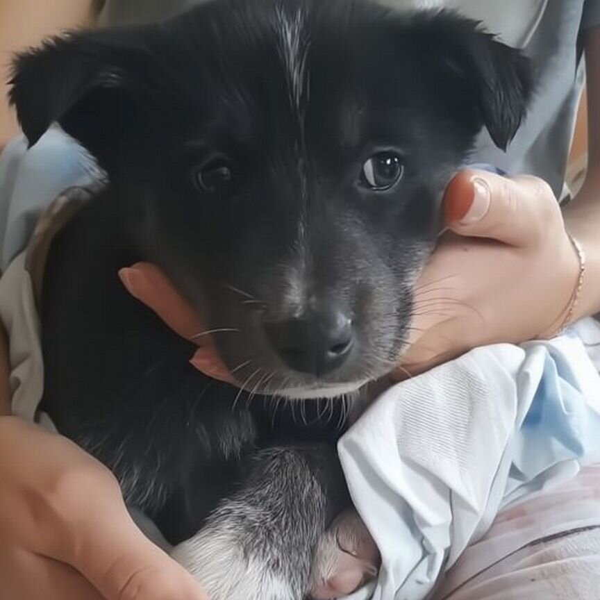 Австралийская овчарка, щенок