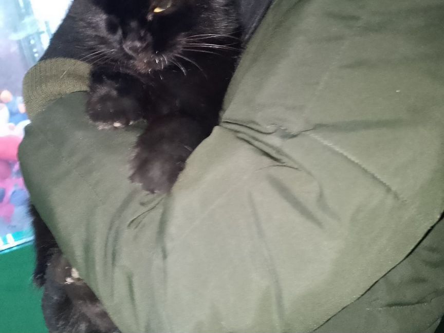 Няшечка кошечка в добрые руки