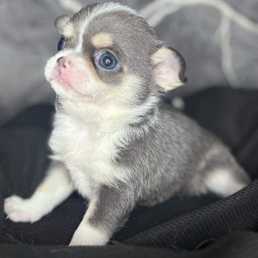 Эксклюзивная девочка голубой триколор