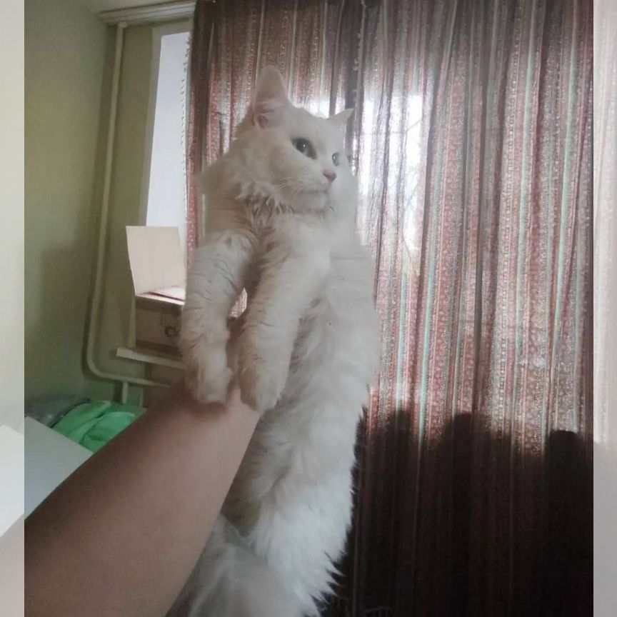 Взрослая, кошка в добрые руки
