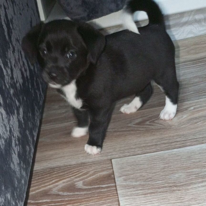 Щенок в добрые руки