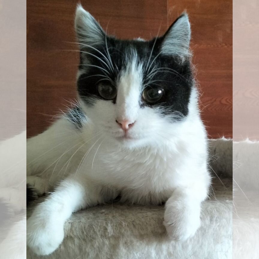 Взрослая, кошка в добрые руки