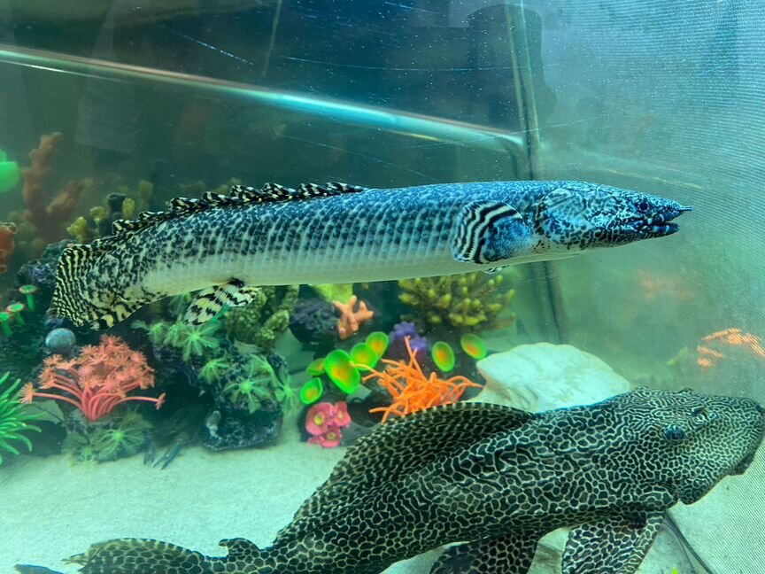 Полиптерус орнатипинис (многопёр)