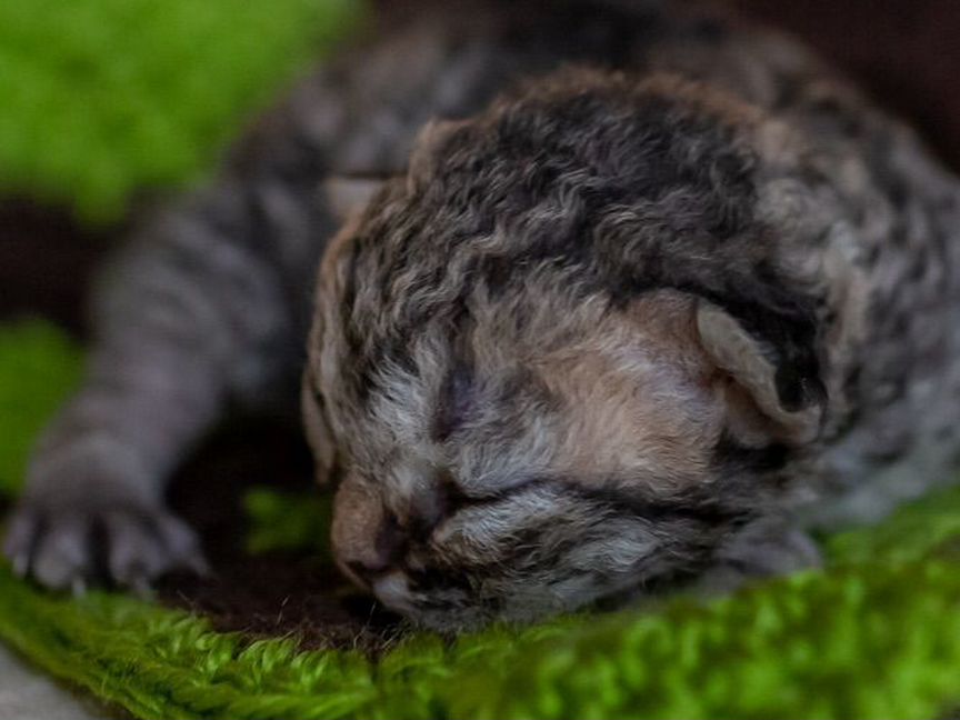 Котенок Devon Rex