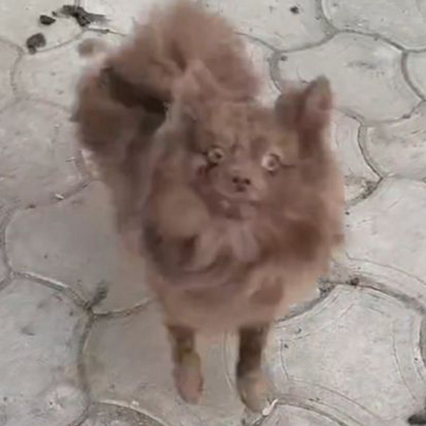 Немецкий шпиц, щенок