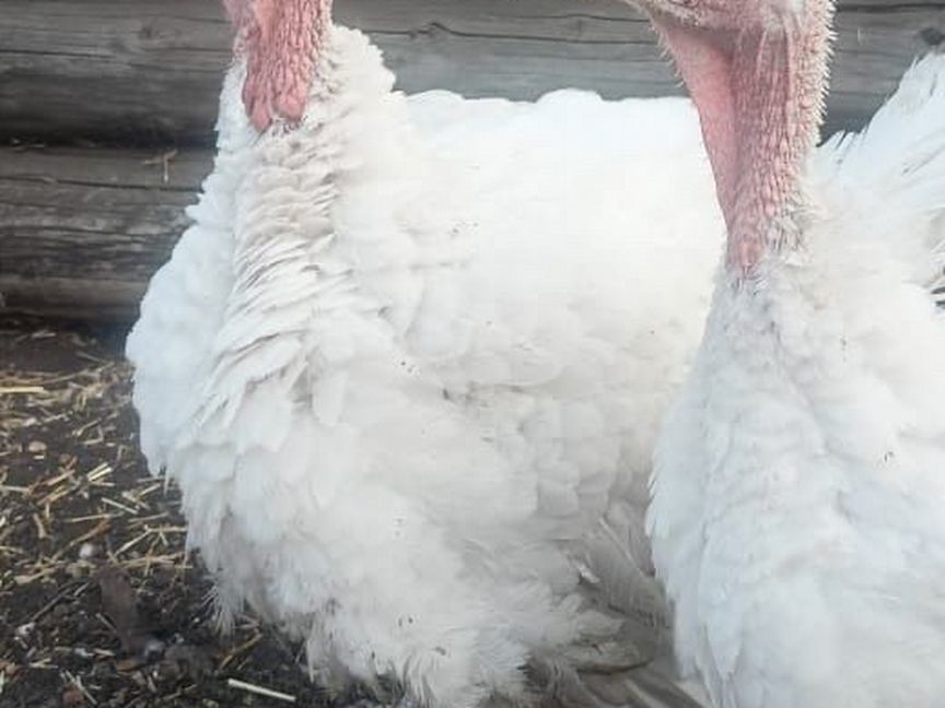 Индюки живым весом