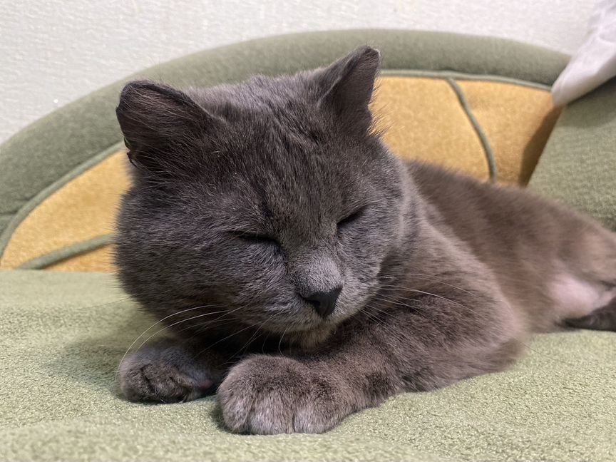 Шотландский кот