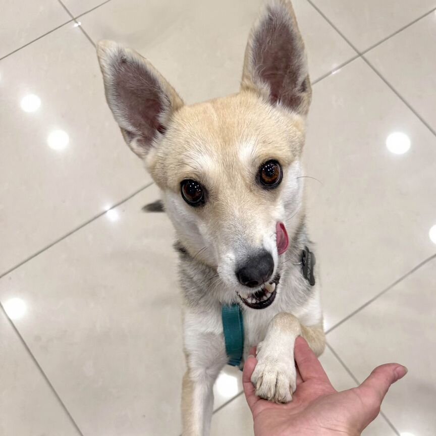 Взрослая собака в добрые руки