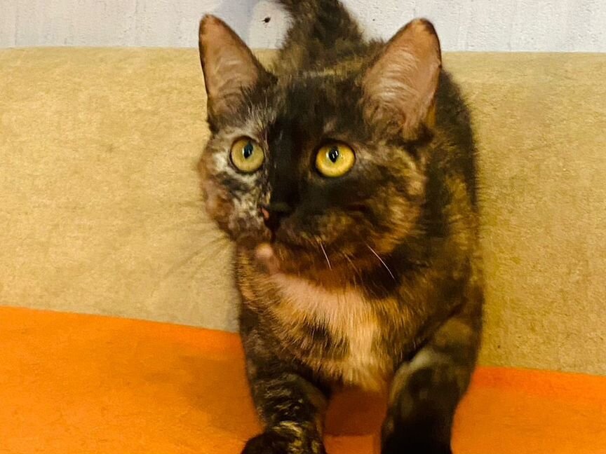 Клеопатра ищет дом