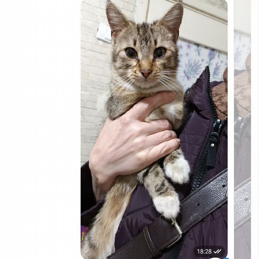 Взрослая, кошка в добрые руки