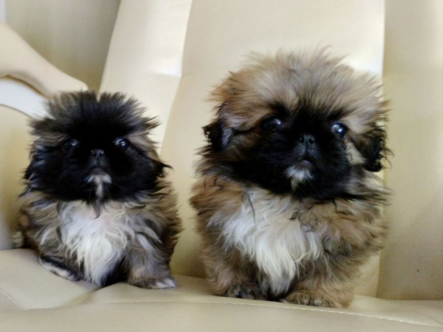 Пекинесы, сестренки