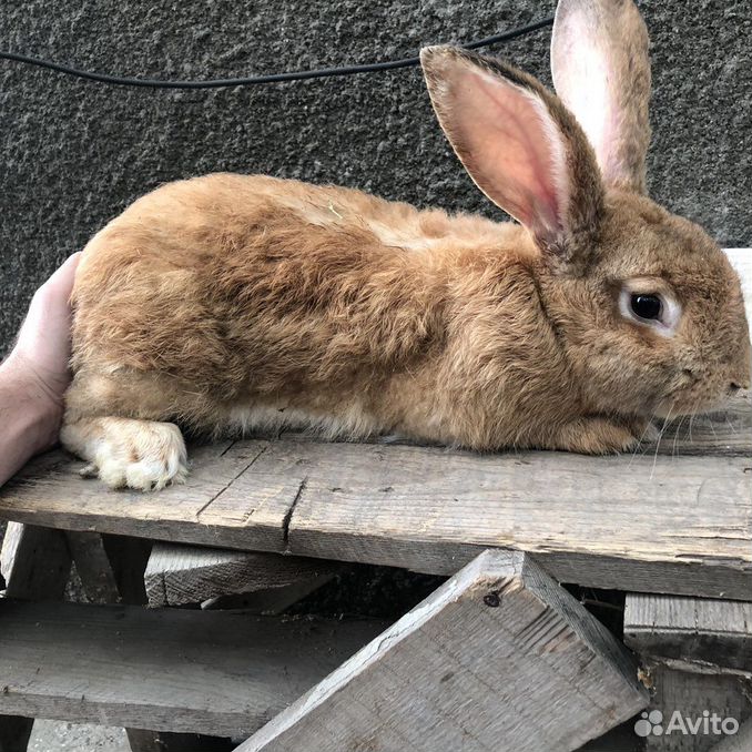 Самцы кролики мясной породы