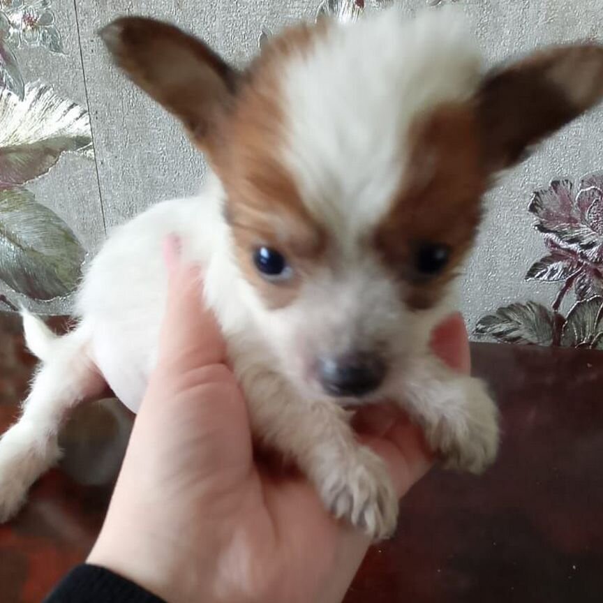 Китайская хохлатая, щенок