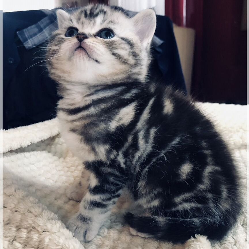 Шотландские котята