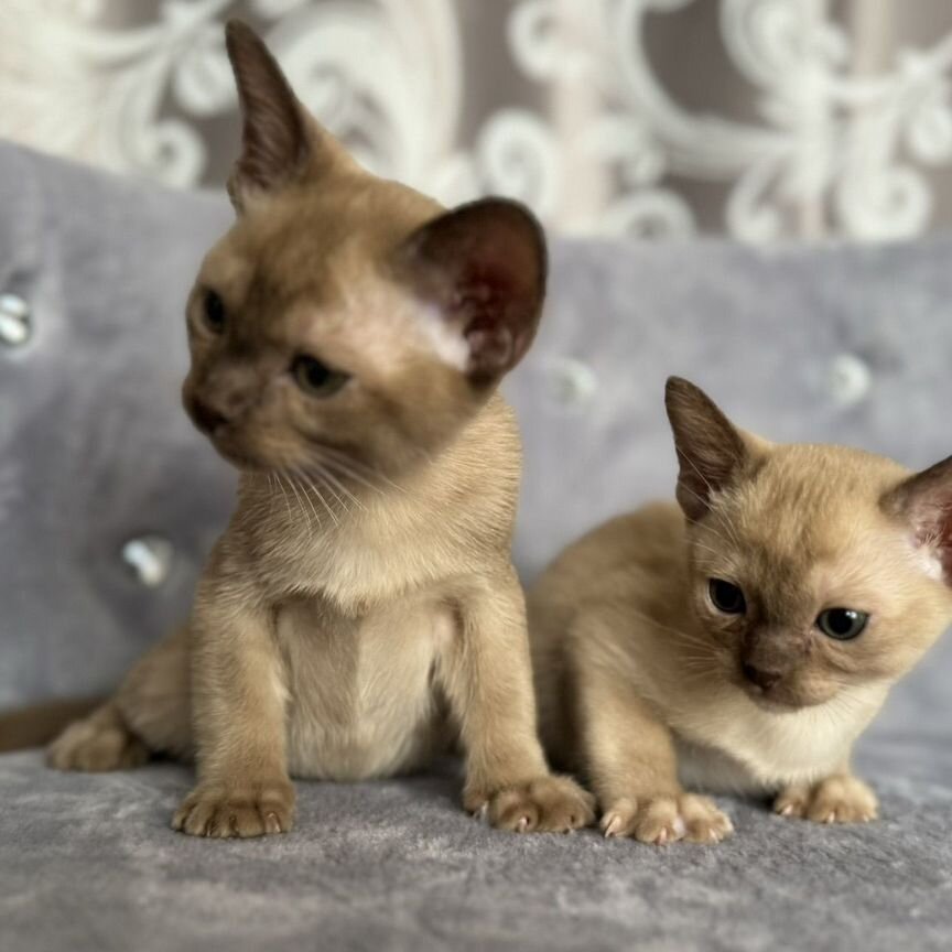 Бурманские котята