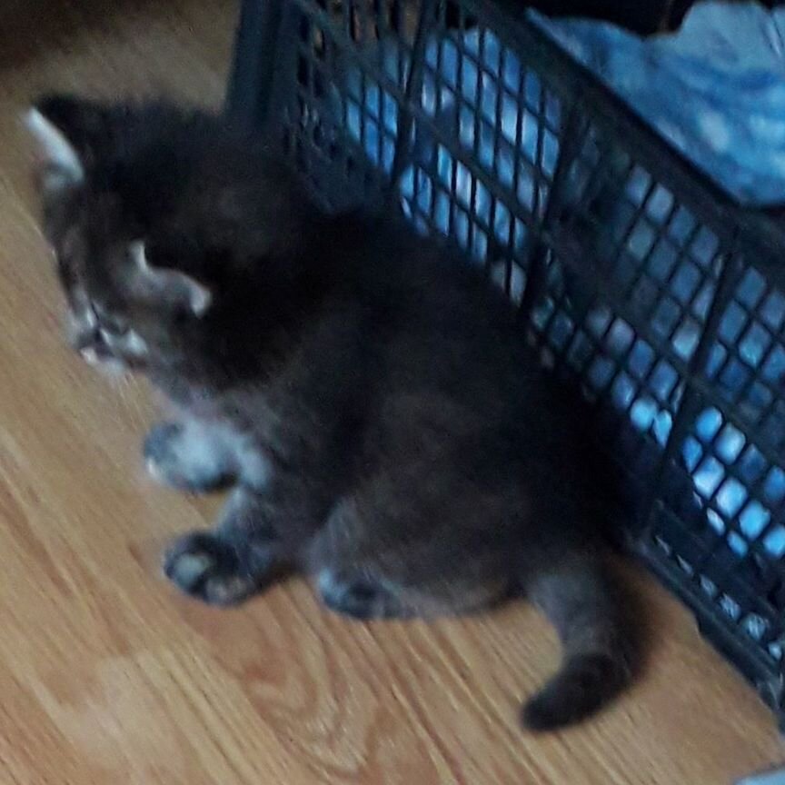 Британский длинношёрстный котёнок