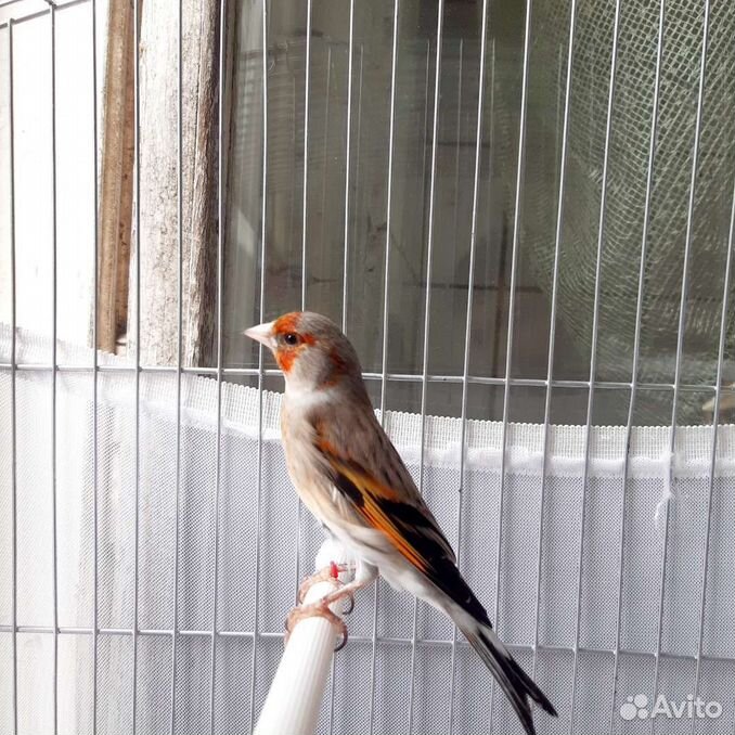 Гибрид канарейка с щеглом