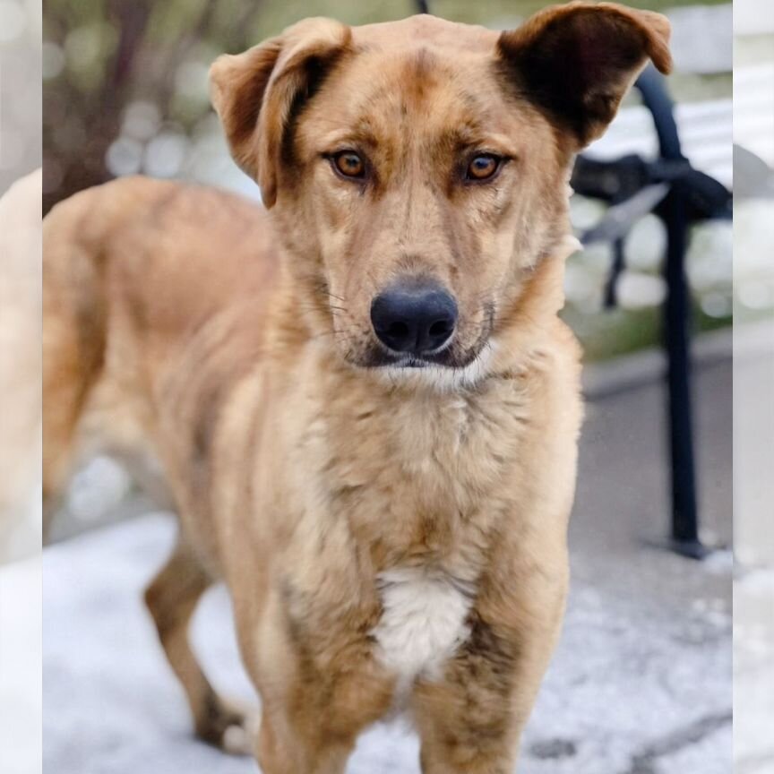 Взрослый пёс в добрые руки