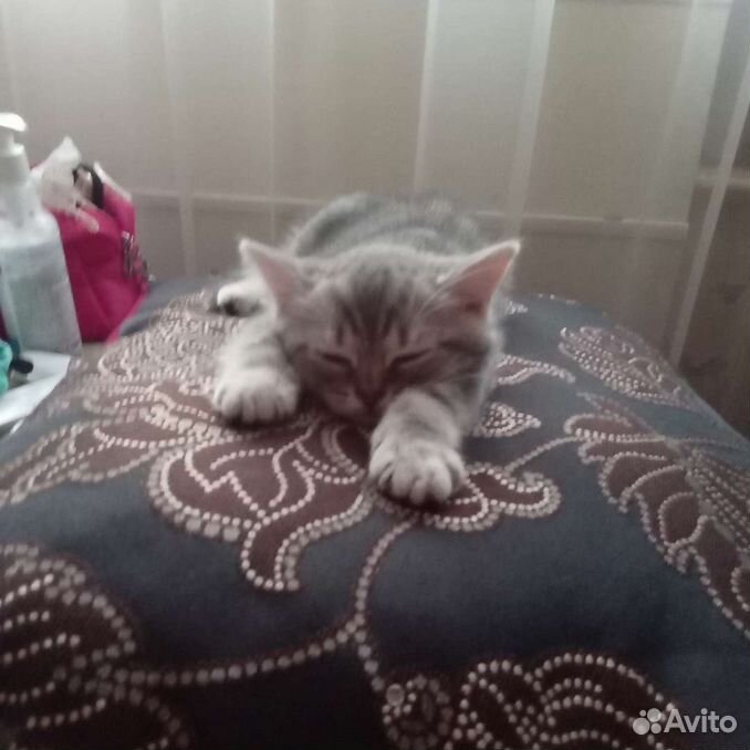 Котята манч