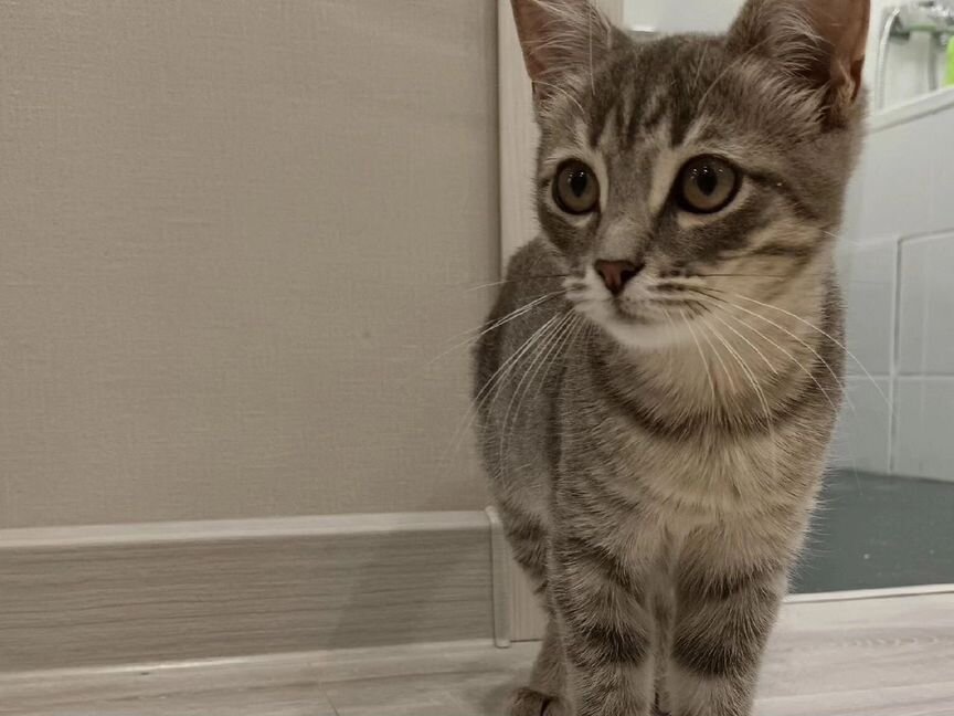 Кошка Юта