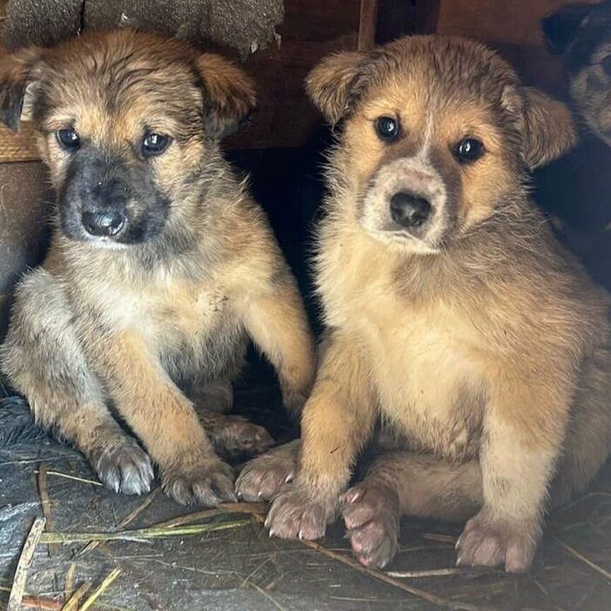 Щенок в добрые руки