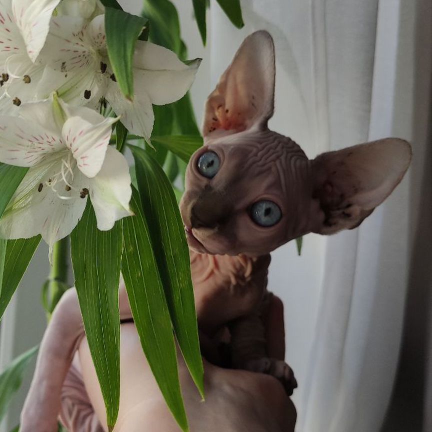 Канадский сфинкс котенок