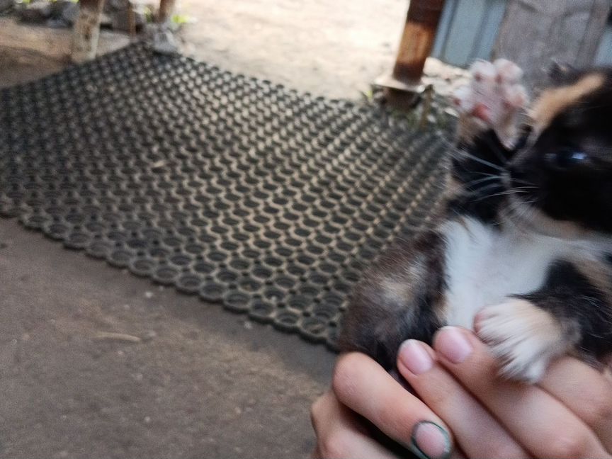 Отдам месячного котёнка в добрые руки