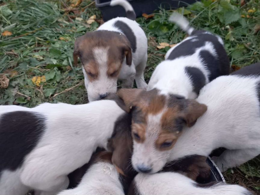 Русская пегая гончая