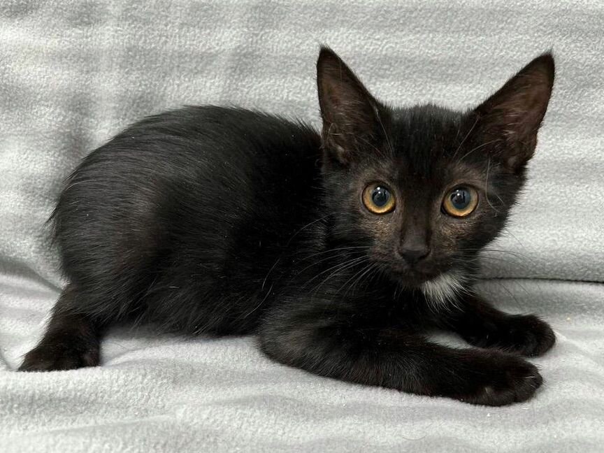 Черный котенок ищет дом