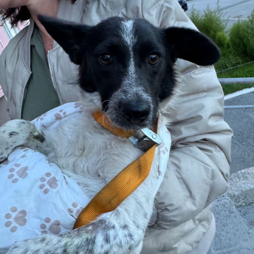 Отдам в любящие руки милую Розу